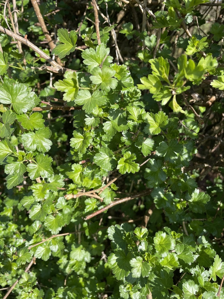 European gooseberry from Aberthin Road, Cowbridge, Wales, GB on March ...