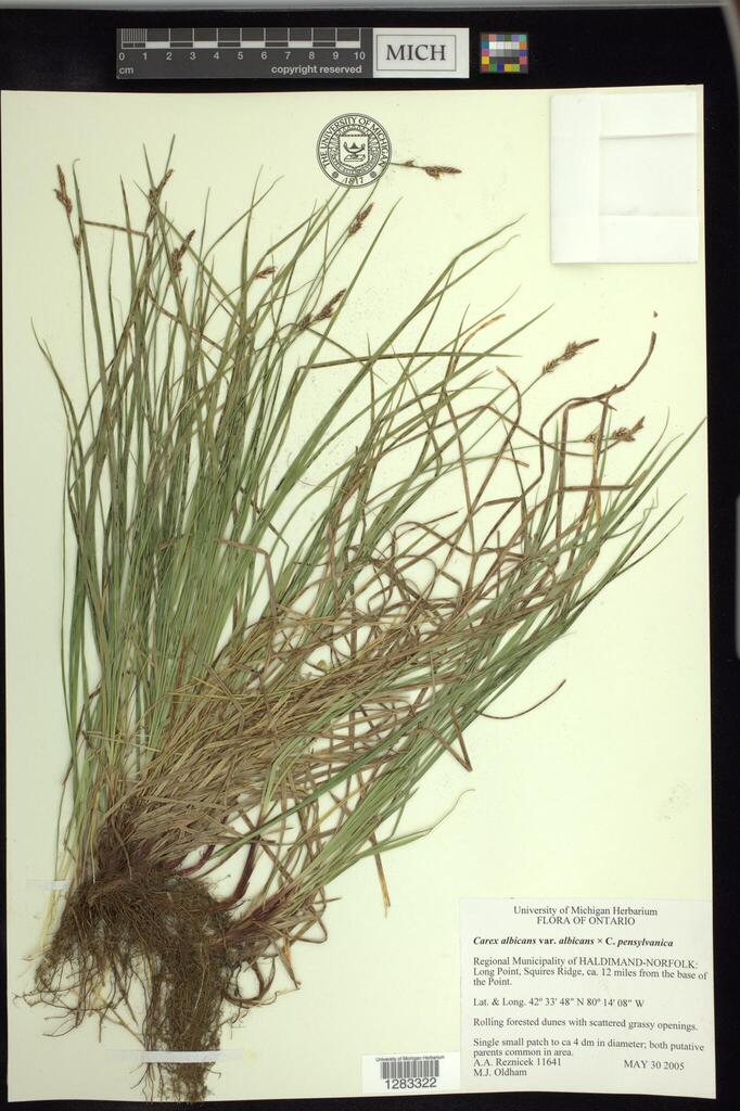 Carex sect. Acrocystis from Canada, Ontario, NORFOLK County, Long Point ...