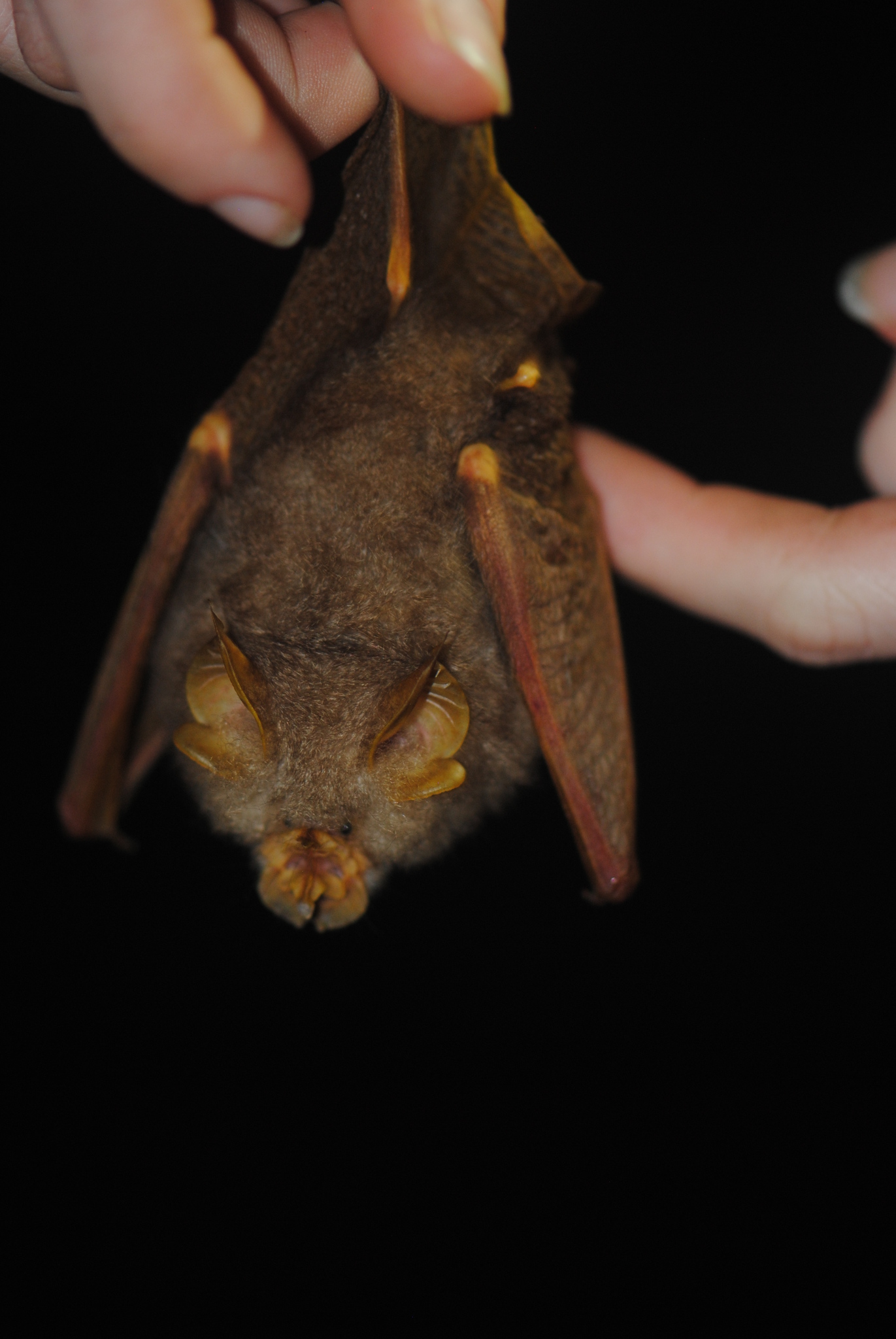 Rhinolophus trifoliatus Temminck, 1834