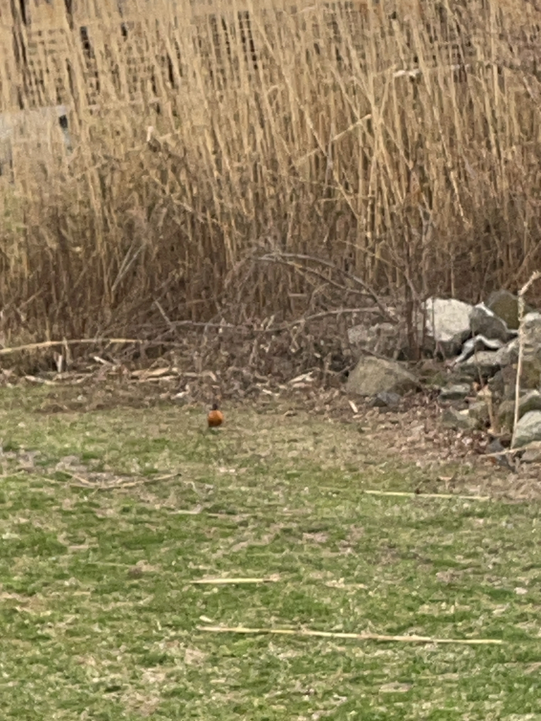 American Robin from Secaucus on March 26, 2025 at 01:46 PM by Erik ...