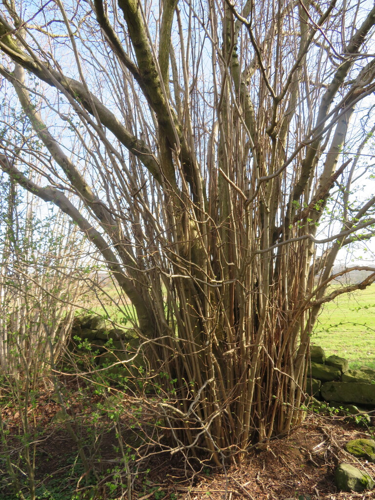 common hazel from Scotland Wood, Leeds, UK on March 26, 2025 at 02:24 ...