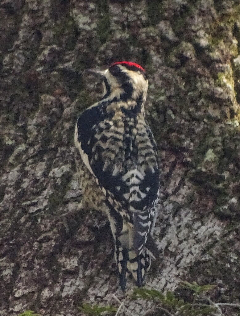 Yellow-bellied Sapsucker from Paradise Lake, Lady Lake, The Villages ...