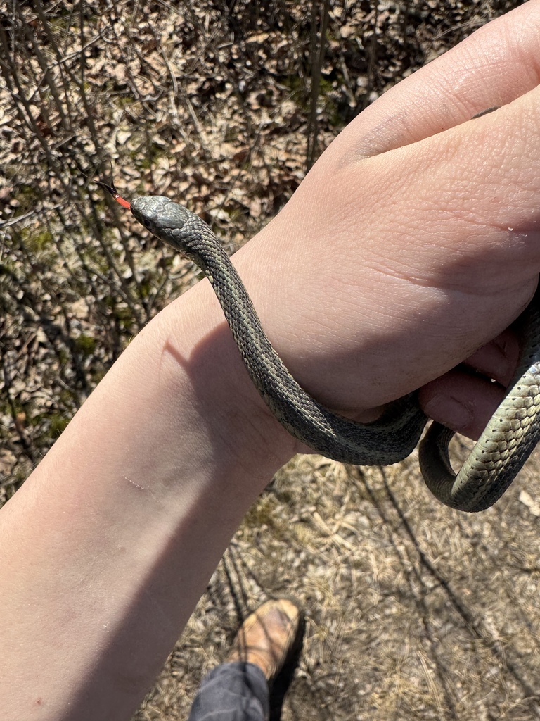 Common Garter Snake from Muskego, WI, US on March 26, 2025 at 12:35 PM ...