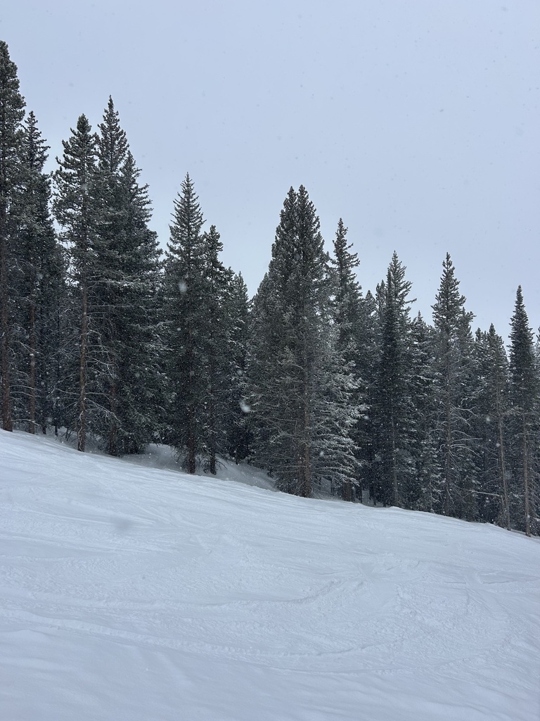 Engelmann spruce from White River National Forest, Edwards, CO, US on ...