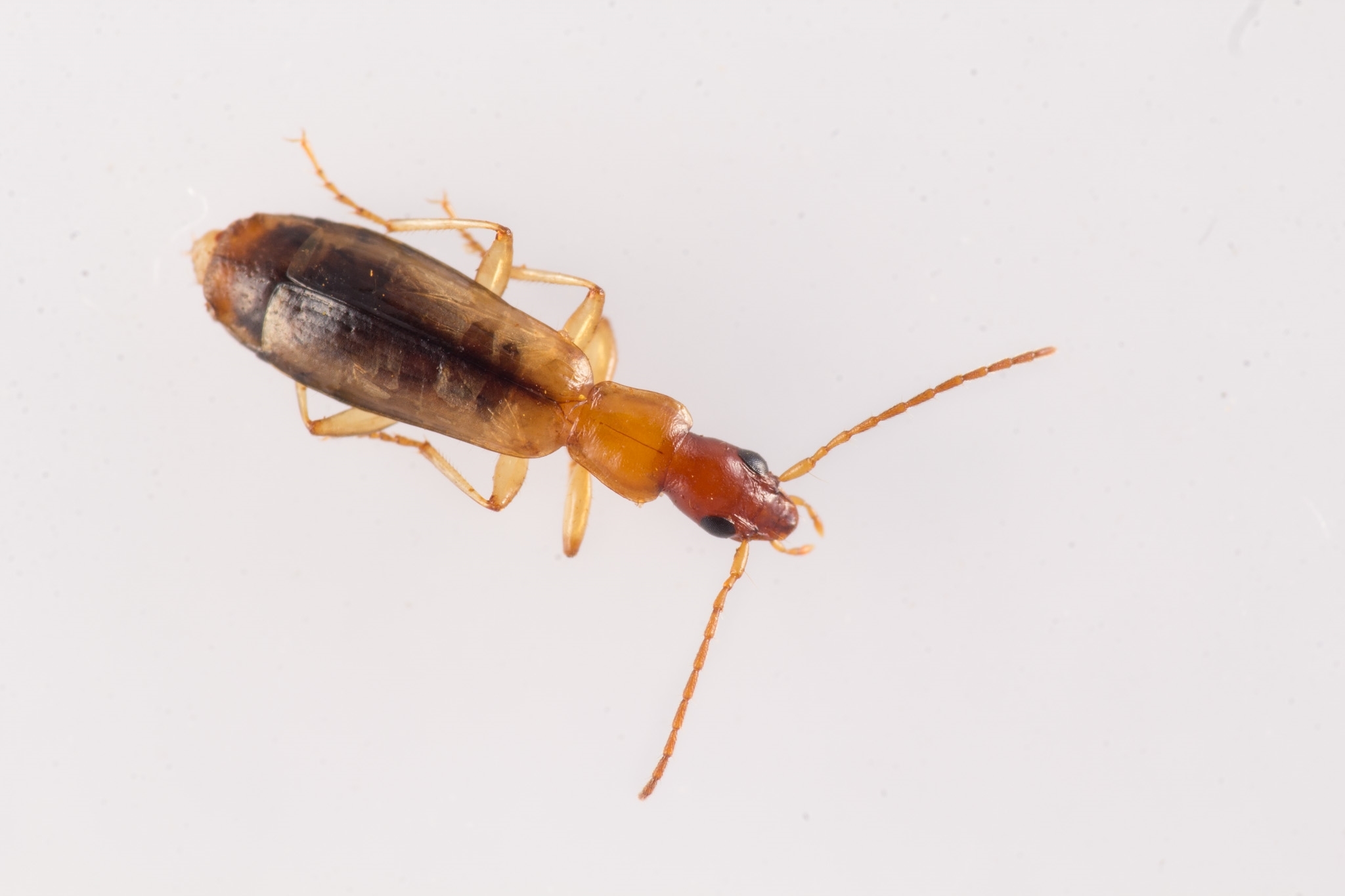 Paradromius longiceps (Dejean, 1826)