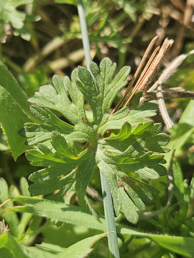 geraniums and cranesbills from Shelby Center for Science and Technology ...