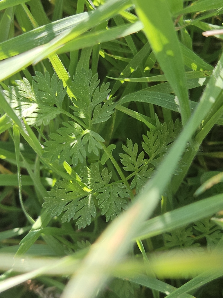 dicots from Shelby Center for Science and Technology, Huntsville, AL ...
