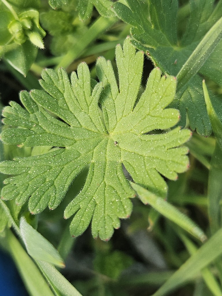 Geranium family from Shelby Center for Science and Technology ...