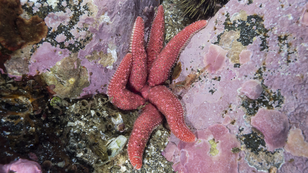 Polar Six-rayed Star from Qeqqata, GL on July 24, 2024 at 07:20 AM by ...