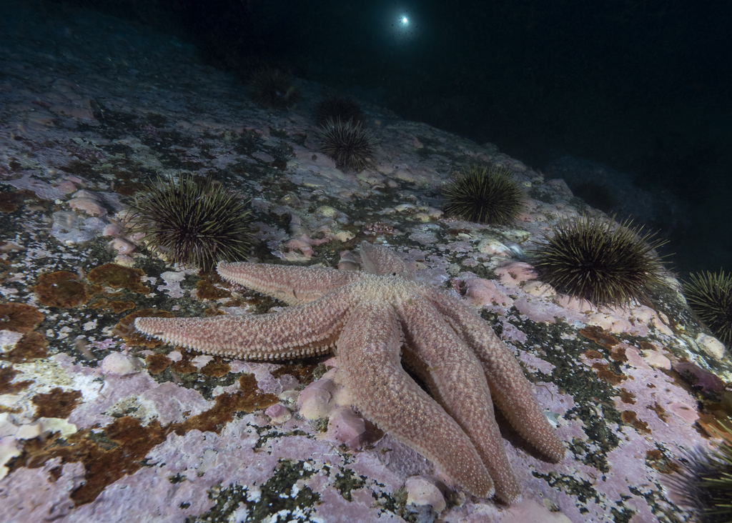 Polar Six-rayed Star from Qeqqata, GL on July 24, 2024 at 07:42 AM by ...