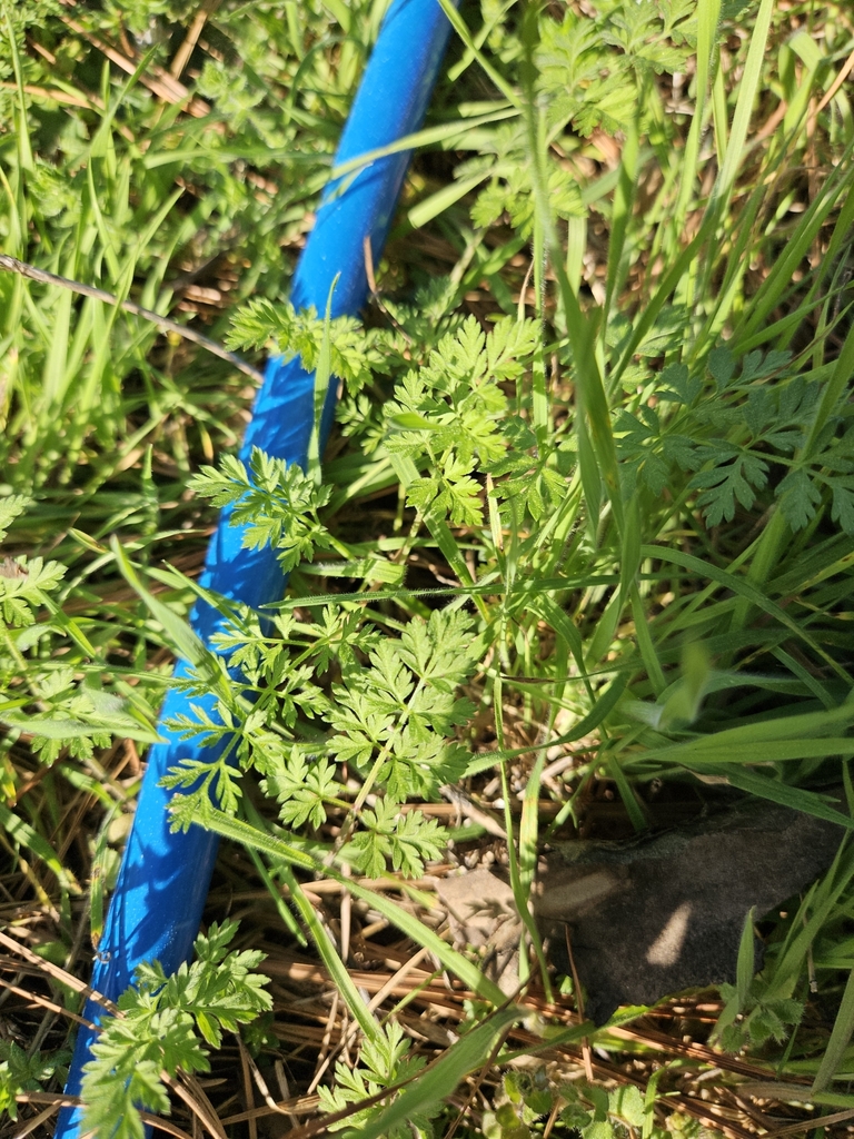 spreading chervil from Shelby Center for Science and Technology ...