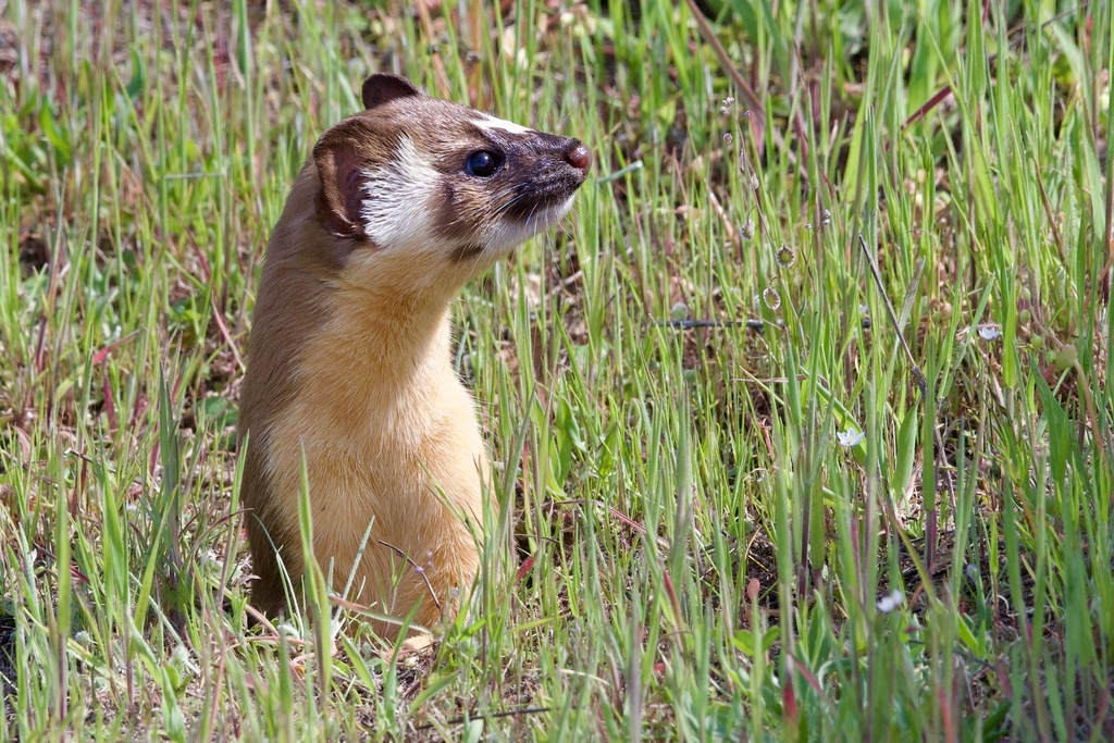Long-tailed Weasel from Fort Ord Natural Reserve, Marina, CA, US on ...
