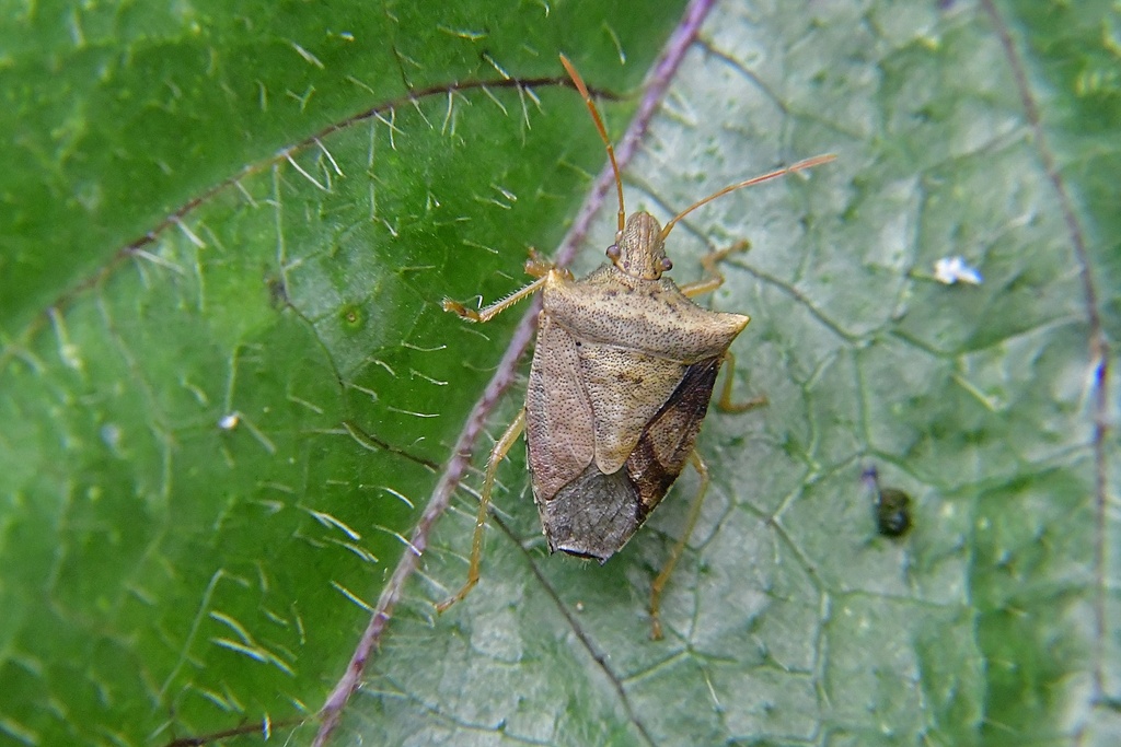 Brown Stink Bug from Ibagué, Tolima, Colombia on March 22, 2025 at 11: ...