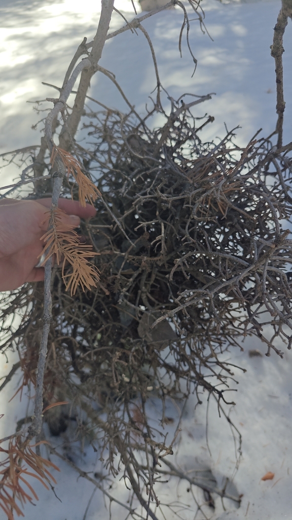spruce witch's broom rust from Utah County, US-UT, US on March 26, 2025 ...