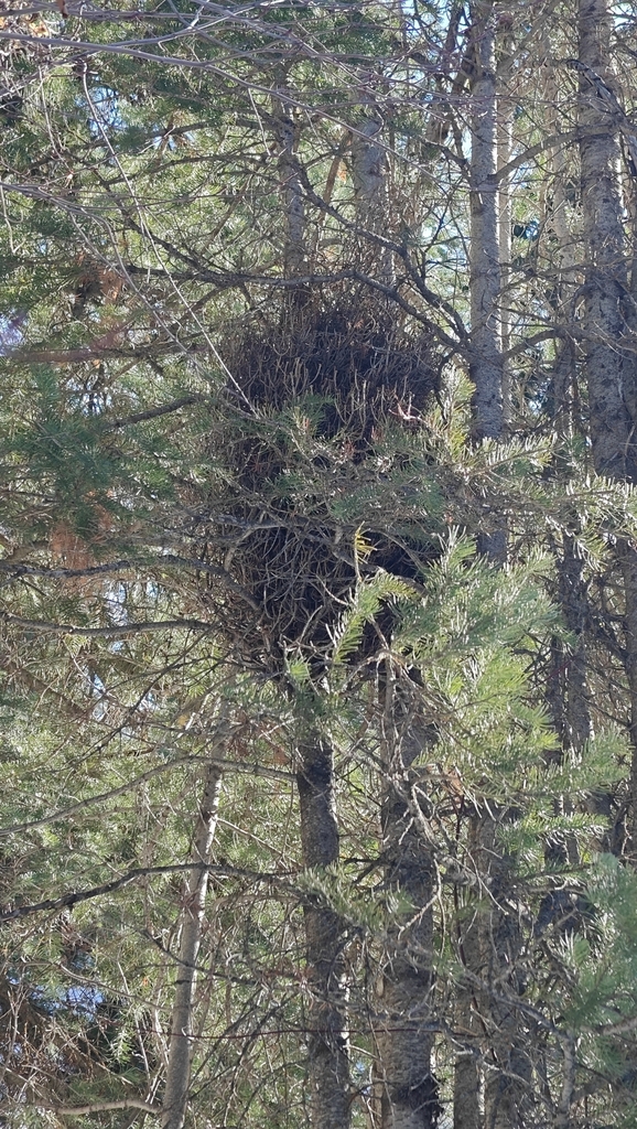spruce witch's broom rust from Utah County, US-UT, US on March 26, 2025 ...