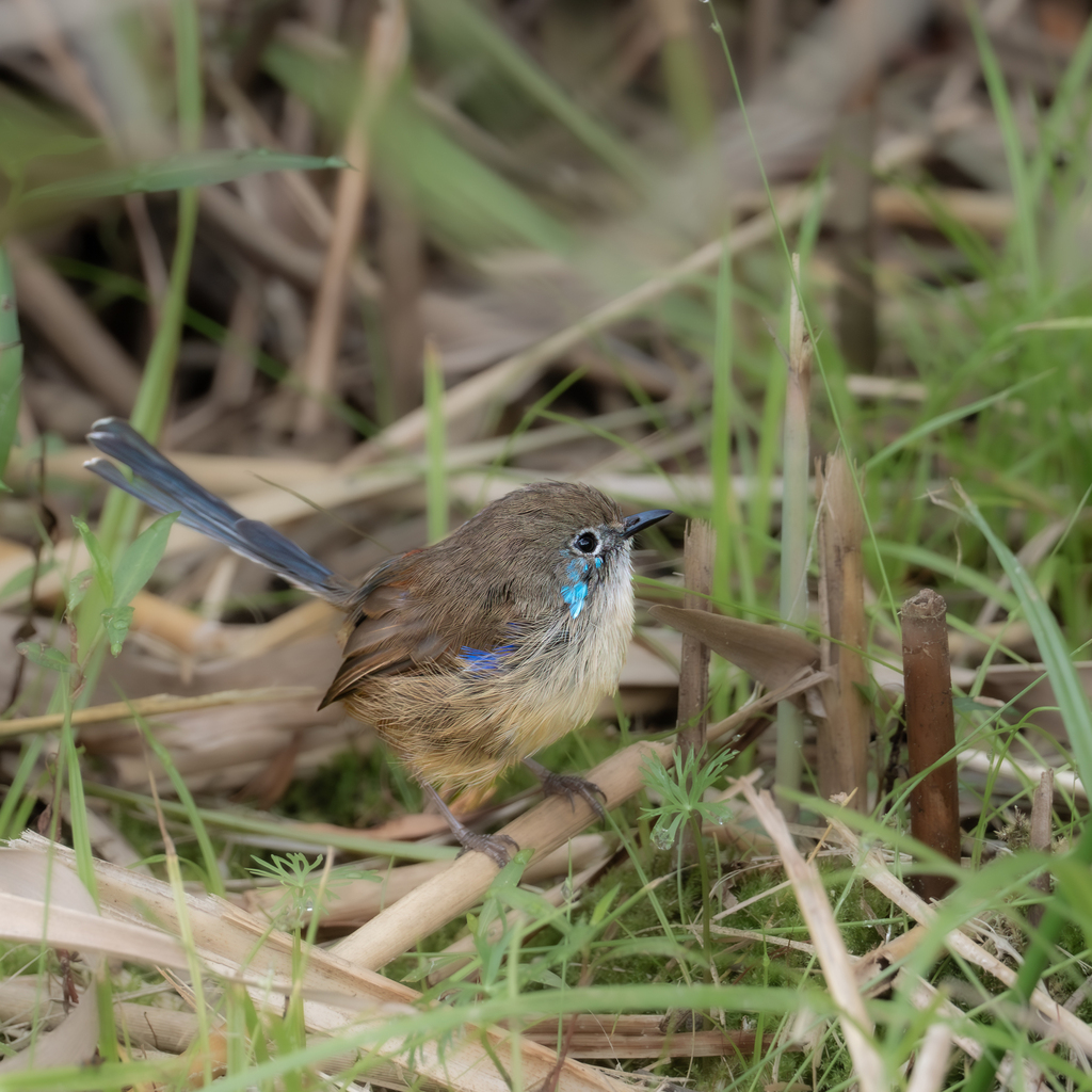 Variegated Fairywren from Shoalhaven - Pt B, New South Wales, Australia ...