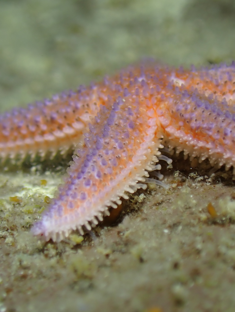 Common Sea Star from Newfoundland, Colinet, NL, CA on September 07 ...