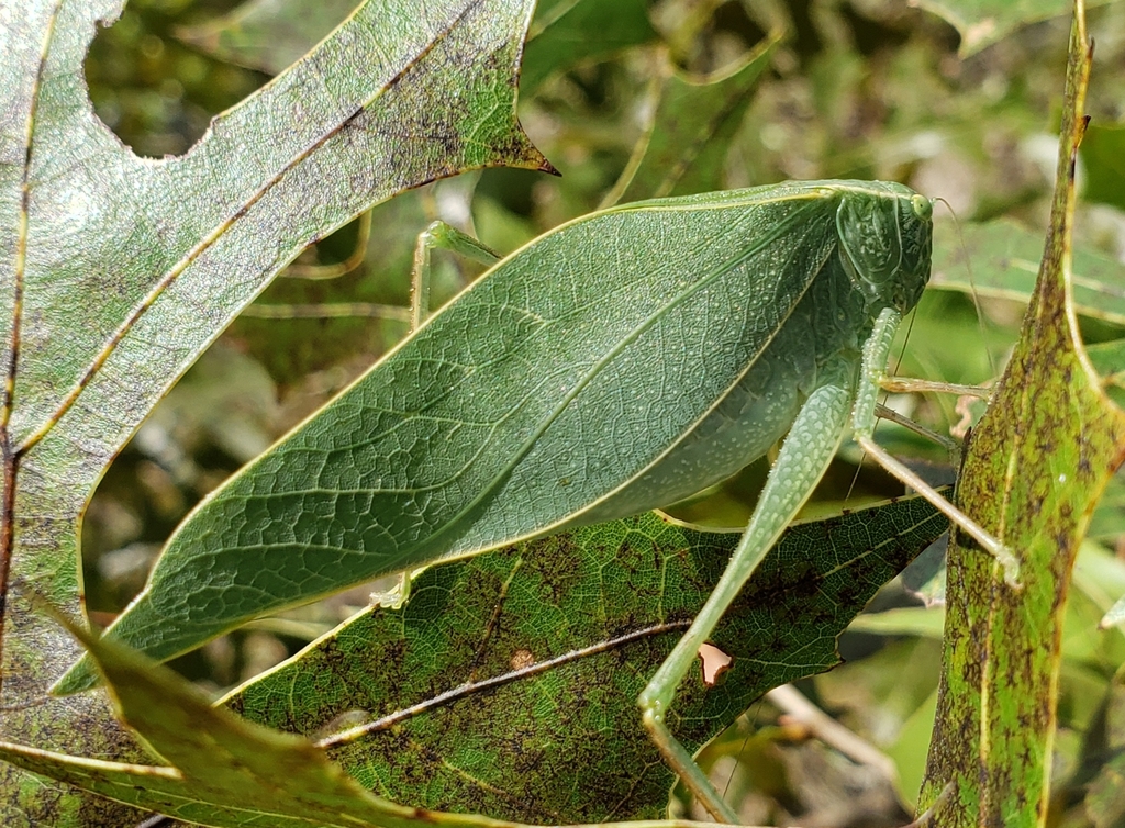 The Insects, Spiders, and More of the Tampa Bay Area – Learn about the ...