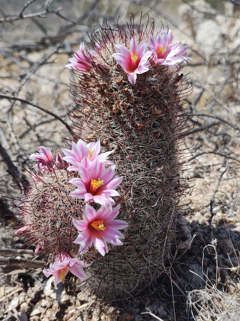 Graham's nipple cactus from Foothills, Phoenix, AZ, USA on March 22 ...