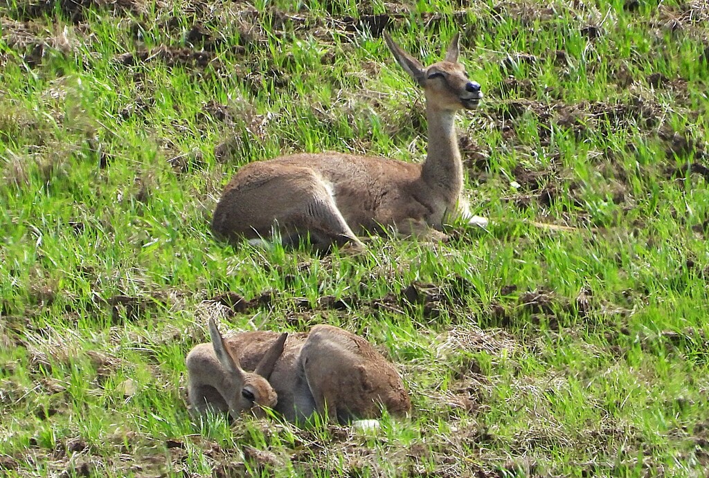 Grey Rhebok from Garden Route District Municipality, South Africa on ...