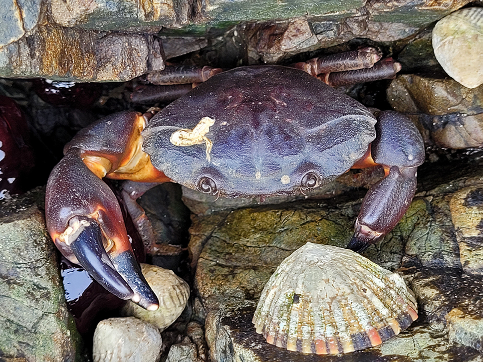 Iron crab from Hastings Point NSW 2489, Australia on March 25, 2025 at ...