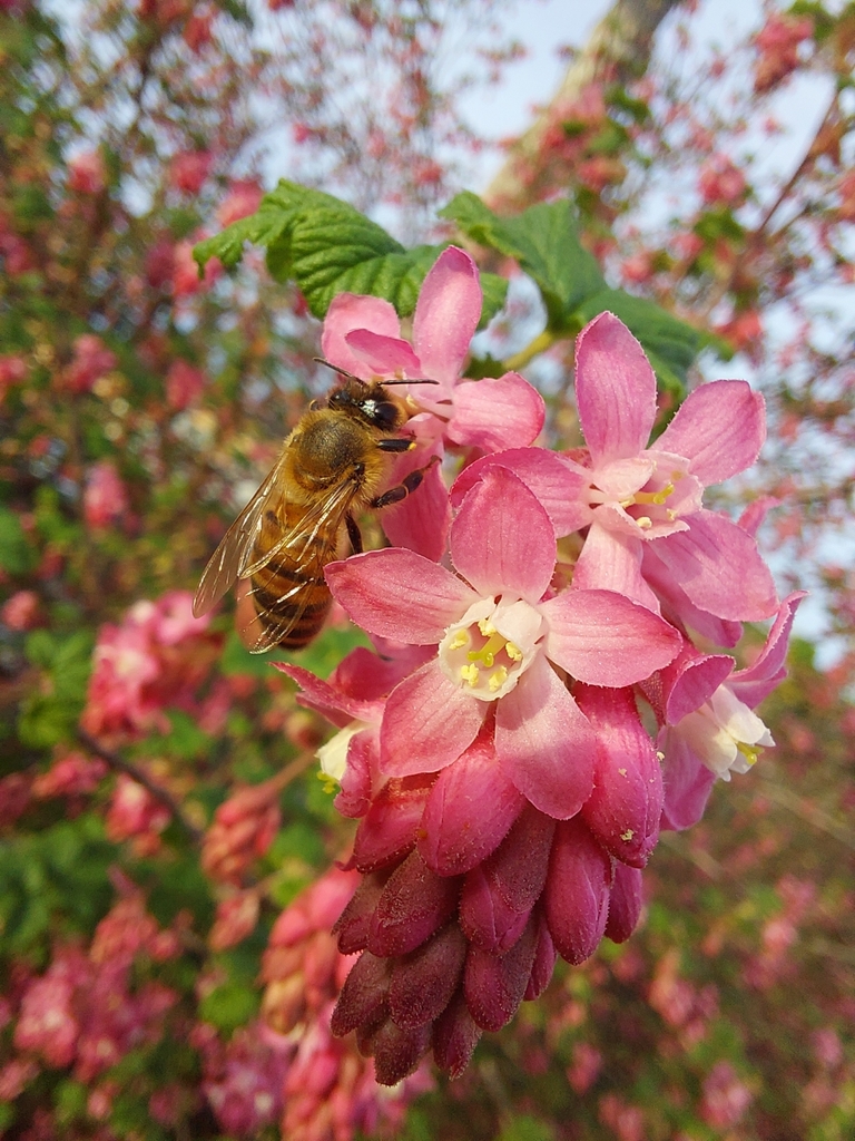 Western Honey Bee from Roosevelt, Bellingham, WA, USA on March 26, 2025 ...