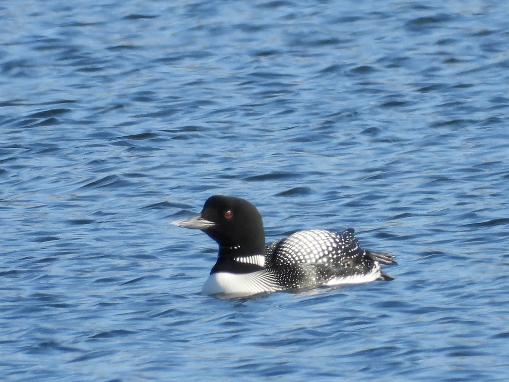 Common Loon from Shelby, OH 44875, USA on March 26, 2025 at 09:45 AM by ...