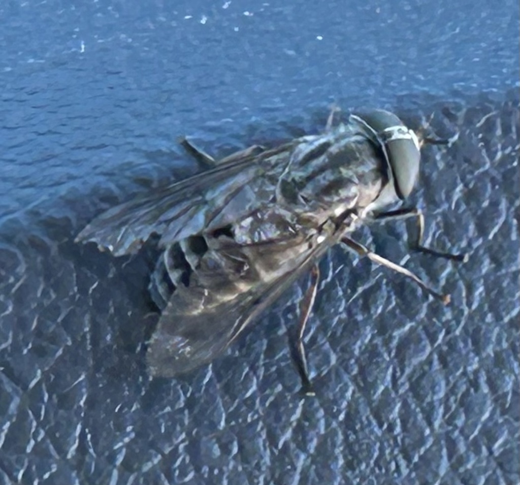 Dasybasis from Tasmania, Sloping Main, TAS, AU on March 27, 2025 at 01: ...