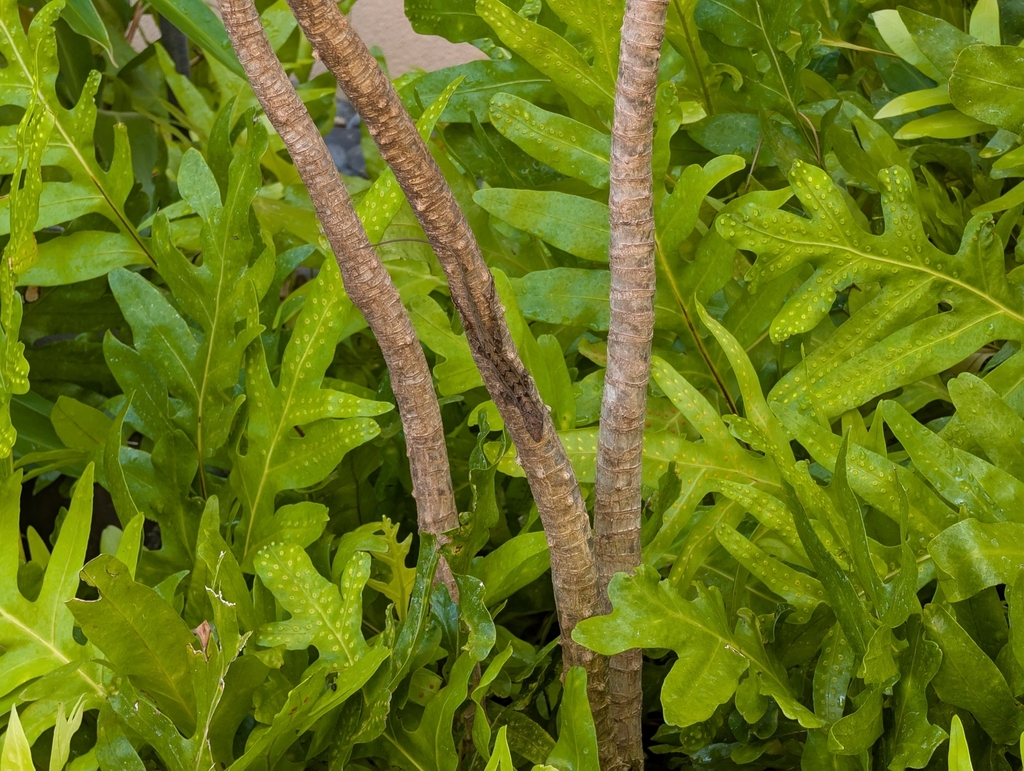 Brown Anole from Waikiki, Honolulu, HI 96815, USA on March 26, 2025 at ...
