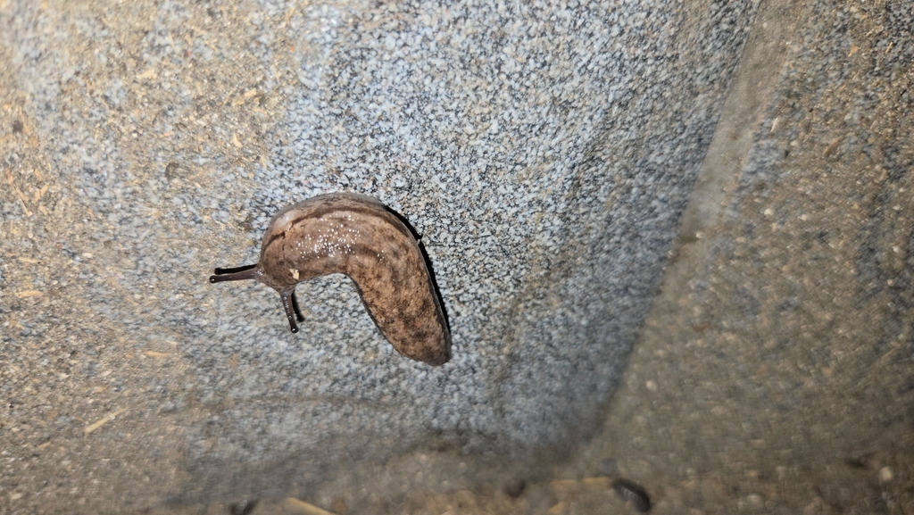 Chinese Slug from Wuhu, CN-AH, CN on March 24, 2025 at 10:22 PM by 水上由岐 ...