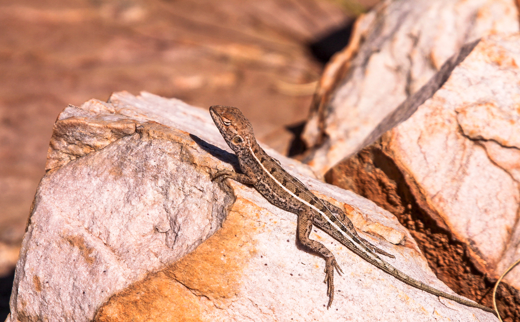 Yellow-sided Two-lined Dragon from Inggarda WA 6701, Australia on July ...