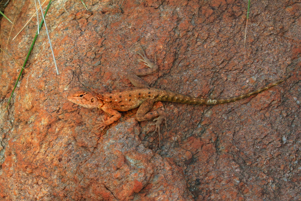 Slater's Ring-tailed Dragon from Halls Creek WA 6770, Australia on July ...