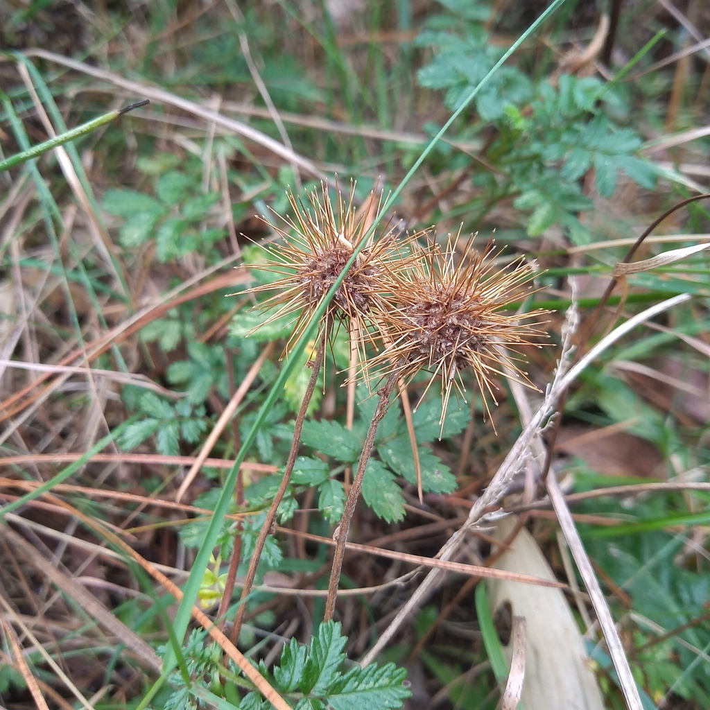 Biddy-biddy from East Warburton VIC 3799, Australia on March 24, 2025 ...
