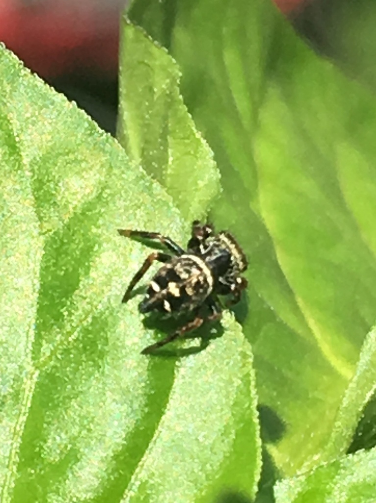 Phidippus from Baltimore city County, US-MD, US on July 28, 2019 at 03: ...