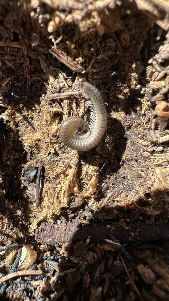 Portuguese Millipede from Dr Ken Leversha Reserve, Montrose, VIC, AU on ...