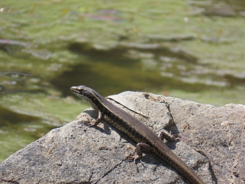 Eastern Water Skink from Kings Plains Creek campground, Ironbark Drive ...