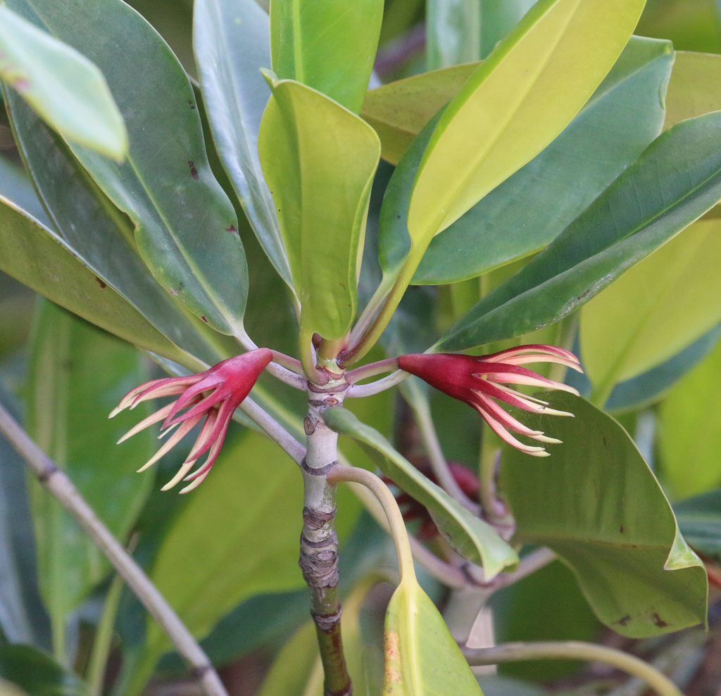 orange mangrove from Horn Island, Horn QLD, Australia on February 28 ...