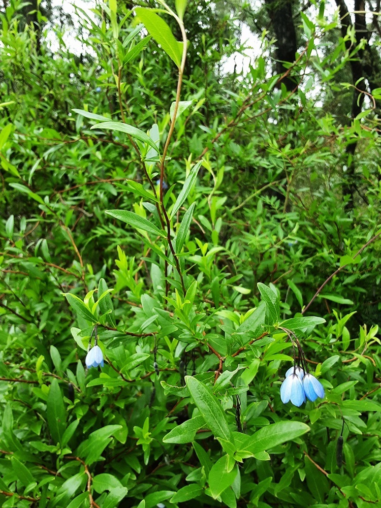 Bluebell creeper from Bell NSW 2786, Australia on March 25, 2025 at 11: ...