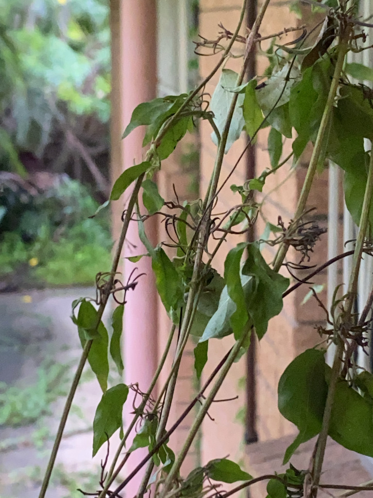 Catclaw vine from Taringa on March 27, 2025 at 04:39 PM by kellydavis87 ...