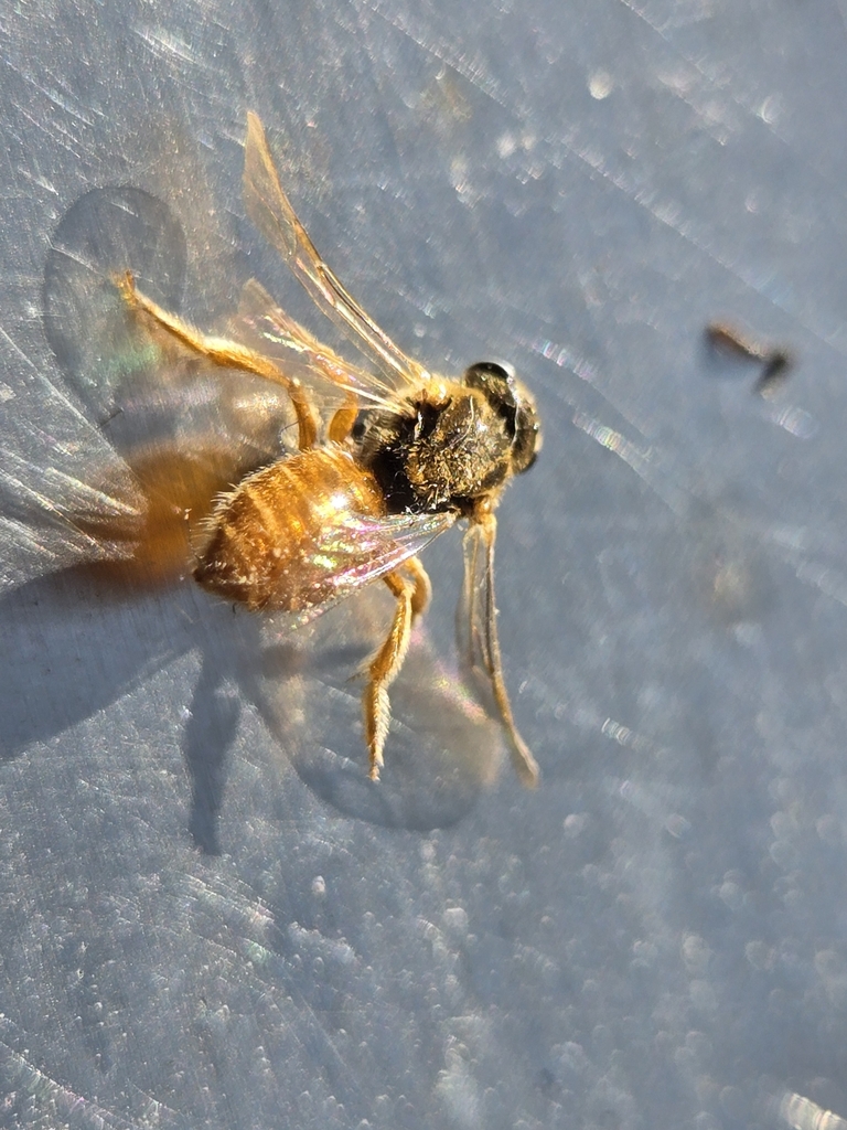 Lasioglossum politum from Wuhu, CN-AH, CN on March 25, 2025 at 04:06 PM ...