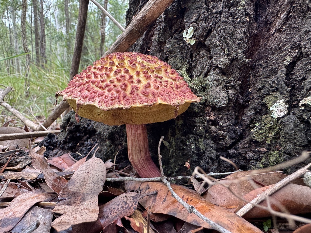 Boletellus aurocontextus from Scrubby Creek Rd, Stony Creek, QLD, AU on ...