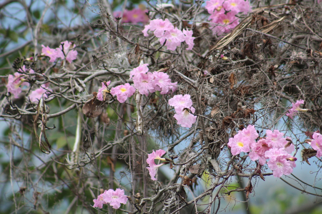 Trumpet trees (Tabebuia) - Botanical Realm