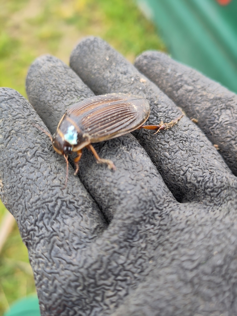 Dytiscus marginalis marginalis from 39 Rochau, Deutschland on March 27 ...