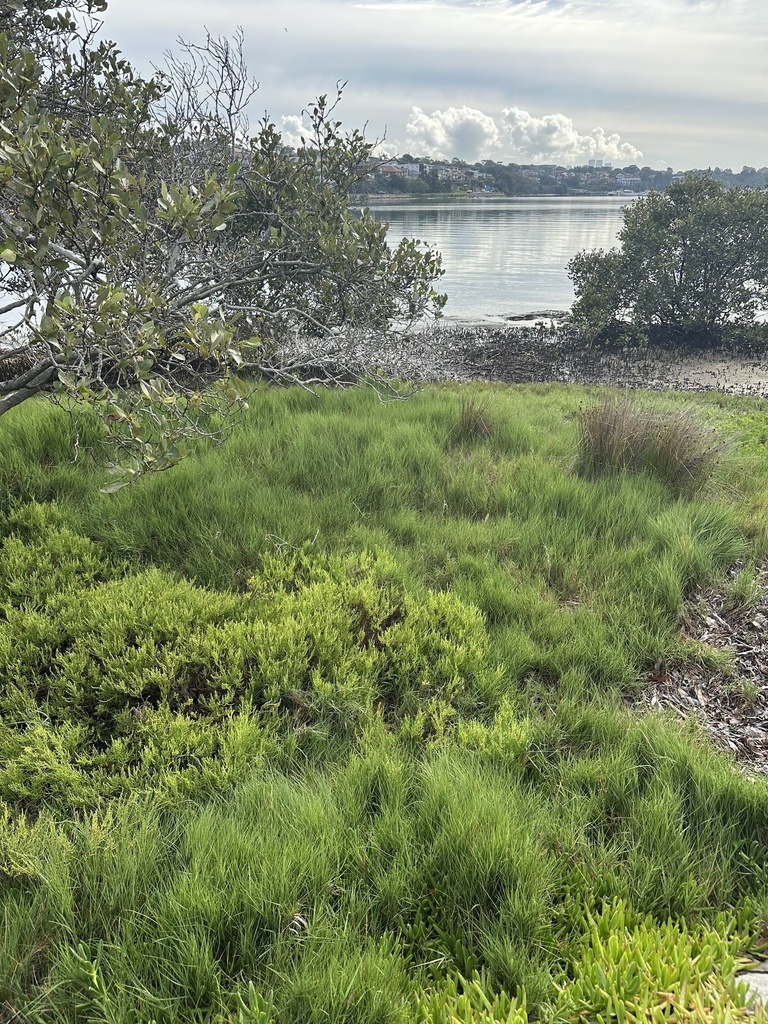Something from Henley Marine Dr, Rodd Point, NSW, AU on March 26, 2025 ...