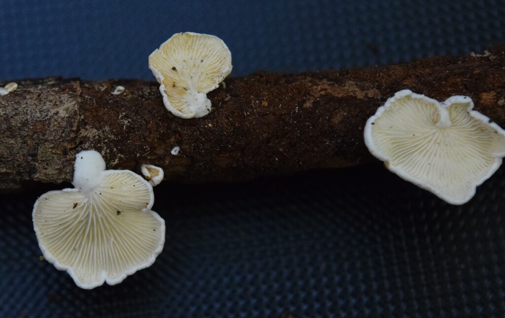 Cheimonophyllum from Tasman District, Tasman, New Zealand on March 27 ...