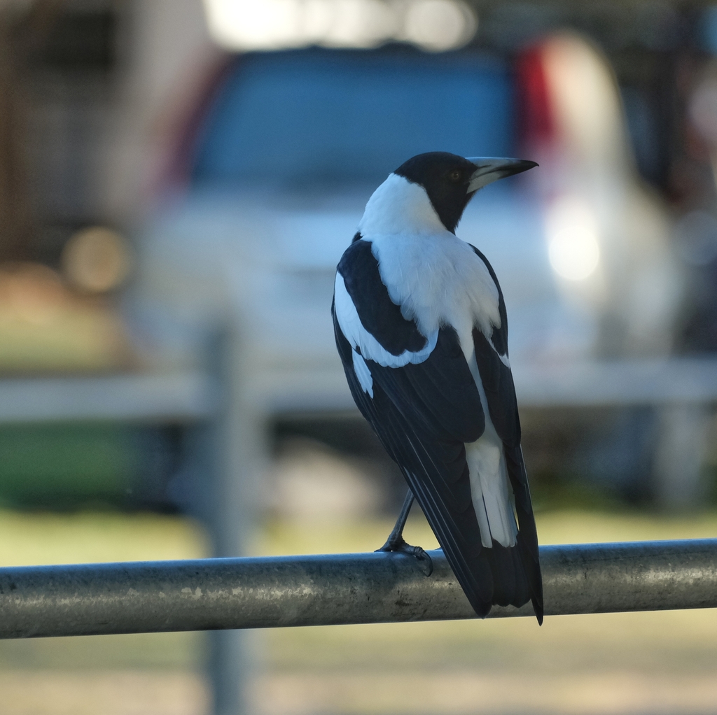 Australian Magpie from Milang SA 5256, Australia on February 23, 2025 ...