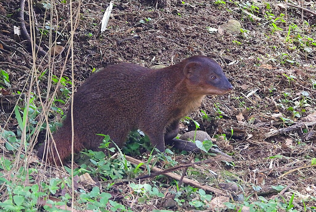 Javan Mongoose from Bogor Botanical Gardens, Jl. Ir. H. Juanda No.13 ...
