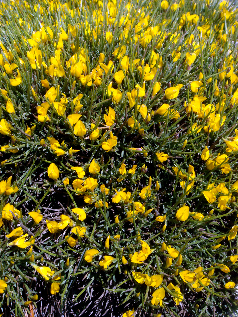 Genista cadasonensis (Tenerife Plants Fabales) · iNaturalist
