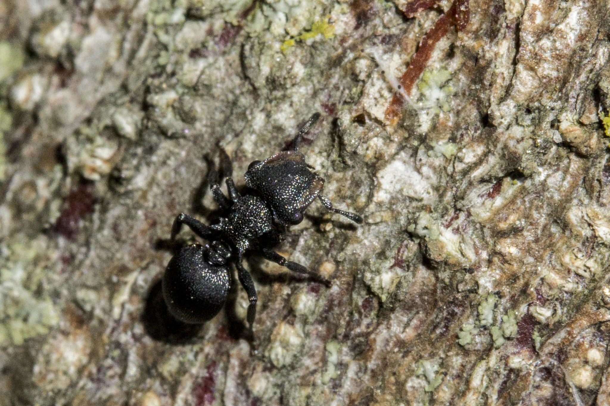 Cephalotes pusillus (Klug, 1824)
