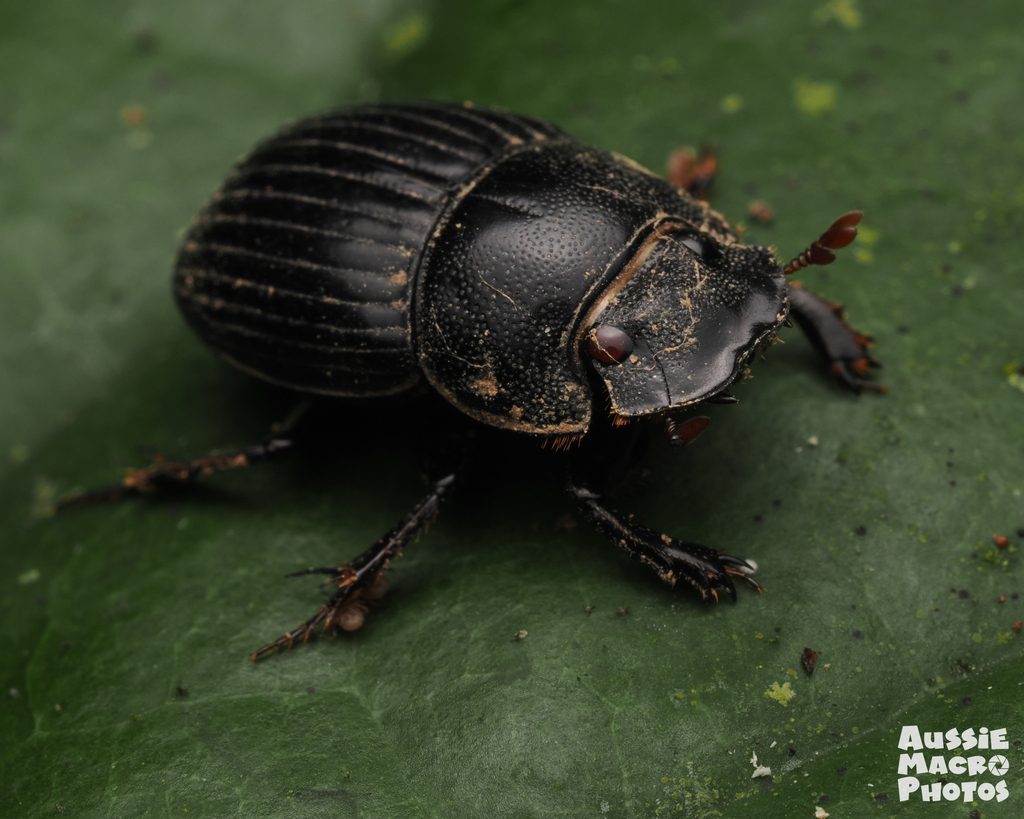 Frigid Dung Beetle from Buggin Sumatra, Langkat Regency, North Sumatra, Indonesia on March 20 ...